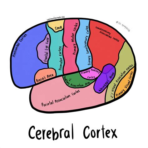 Neuroanatomy Cerebral Cortex Medical Babe Study Medical Babe Studying Study Notes