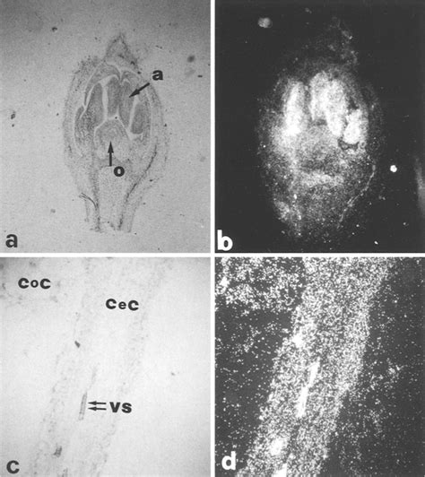 A D In Situ Localization Of Tm8 Mrna To Longitudinal Floral And Download Scientific Diagram