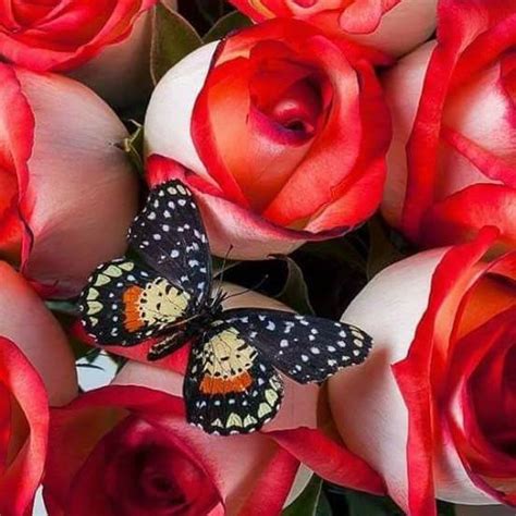 လူမသိ သူမသိ အေဖာ္မြန္ေကာင္း Hidden Sex Mate Hsm