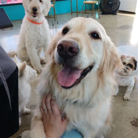 골든리트리버 치즈 강아지책임분양♥ 아이조아 유기방지입양 파양 강아지보호소 고양이보호소 무료분양센터