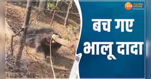 Bhalu Ka Video Forest Department Saved Life Bear In The Forest Area Of