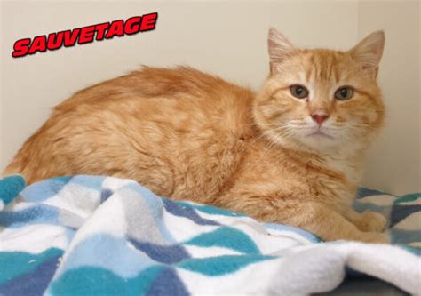 Oronge Spa Du Pays De St Malo