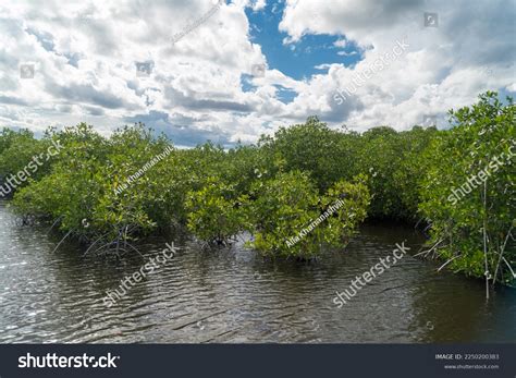 Is Mangrove A Biome At Jean Begaye Blog