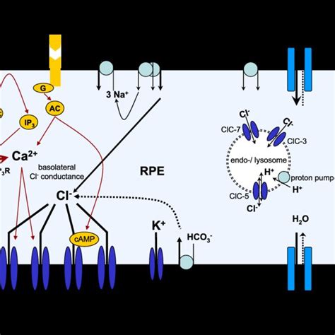 Schematic diagram summarizing the Cl À channel function in RPE cells Download Scientific