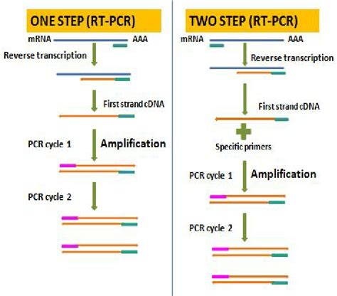 Reverse Transcriptase Rt Pcr Principles Applications • Microbe Online