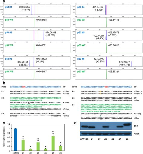 Genotyping Of Tp53 Targeted Clones Via Fluorescent Pcr Capillary Gel Download Scientific