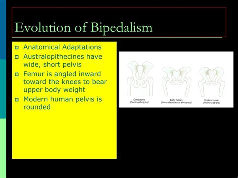 Ppt Australopithecus Africanus Powerpoint Presentation Free Download