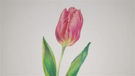 12 튤립 그리기 색연필화 Youtube