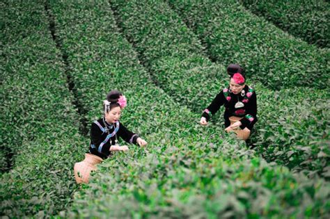 Processamento De Chá Chinês Viram Patrimônio Cultural China2brazil