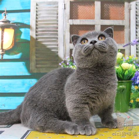 英短蓝猫头像图片大全 英短猫图片大片 英短猫头像图片 大山谷图库
