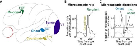 New Review Article About The Influence Of Visual Cues On Microsaccades