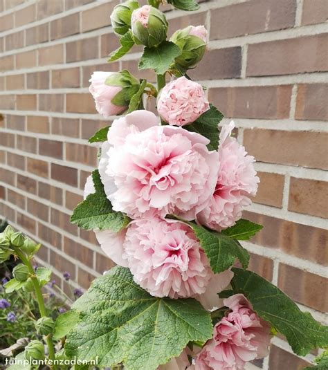 Stokrozen Zaaien Venema Zaden