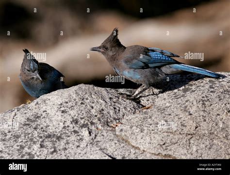 Stellers Steller S Jay Sequoia National Park California Tree Colorful