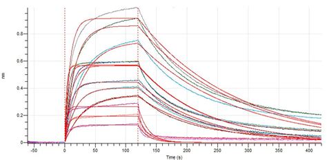 Analysis Of The Biomolecular Interactions By Bio Layer Interferometry