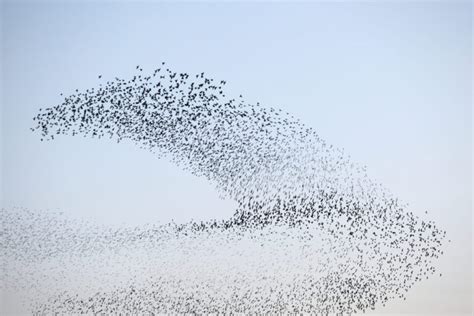 The Complexity Paradox Cultivating Leadership