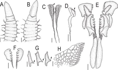 Lumbrineriopsis Dulcis Sp Nov A Anterior End Dorsal View Zuec Pol Download Scientific
