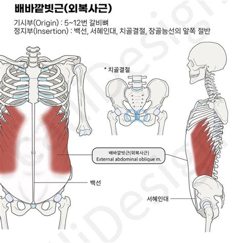 의학그림 메디컬 일러스트 Callidesign On Instagram 함께근육공부 시즌2 근육별기시정지 배바깥빗근외복사근기시정지 캘리디자인 메디컬일러스트와 함께 차근