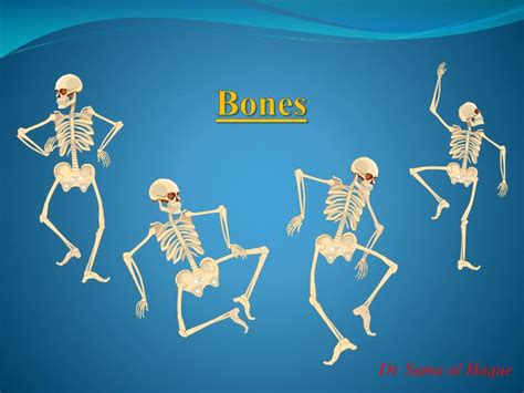 PPT Bones PowerPoint Presentation Free Download ID