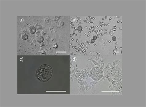 Light Microscopy Of Different Sexual Stages Of C Suis In Vitro