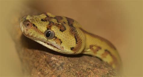 A Woman Went To Check Her Corn And Was Swallowed By A Python