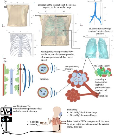 Frontiers Effect Of The Transpulmonary Pressure On The Lungs