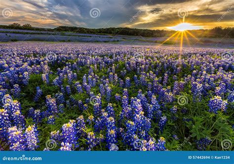 Texas Bluebonnet Field In Sunset At Muleshoe Bend Recreation Are Stock