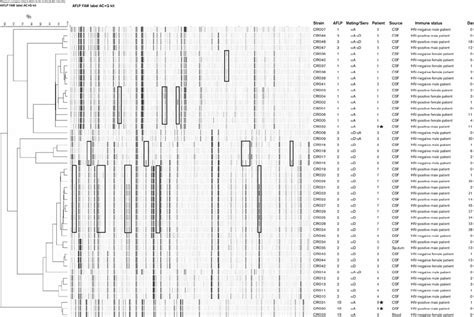 Aflp Fingerprint Patterns Of 48 Croatian C Neoformans Isolates Aflp