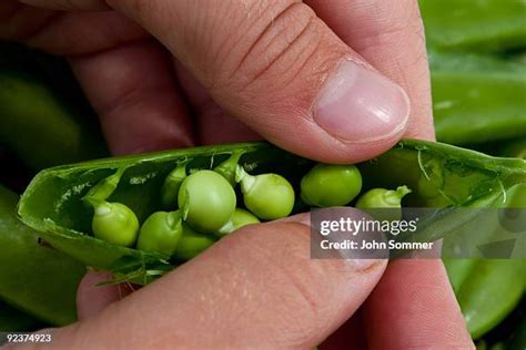 Pea Picker Photos And Premium High Res Pictures Getty Images