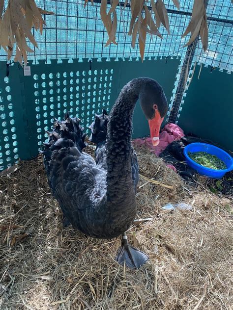 Why Theres No Swan Song For These Queanbeyan Love Birds About Regional
