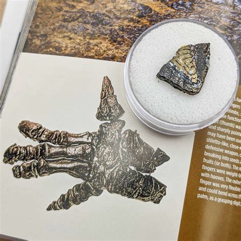 Pyritized Iguanodon Mini Museum