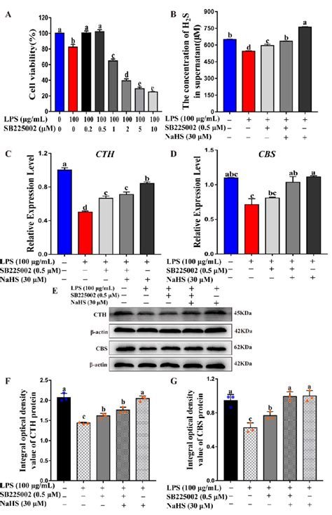 blocking il 8 signaling significantly increased h2s synthesis and