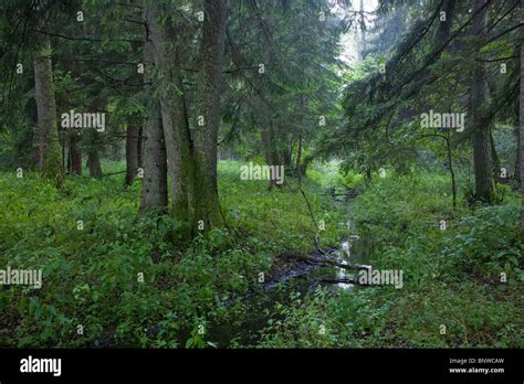 Summertime Look Of Natural Riparian Stand With Little Stream Crossing