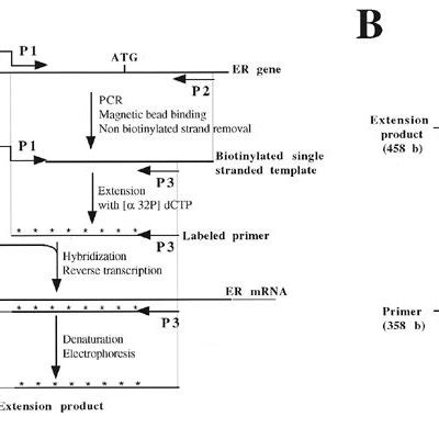A Schematic Protocol For The New Primer Extension Method Primer 1 Is Download Scientific