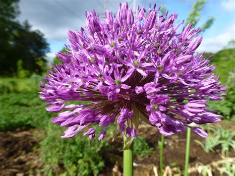 Compound Umbel