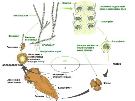 Жизненные циклы высших растений презентация онлайн