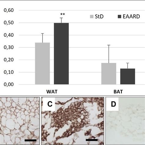 A Optical Density For Adiponectin Immunostaining In Rpwat T
