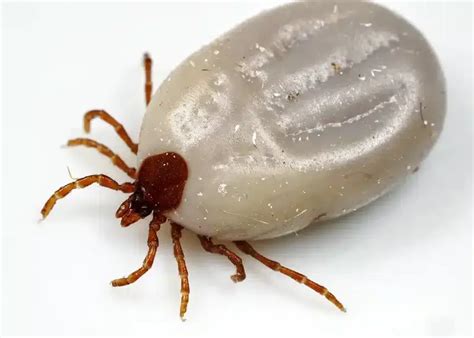Grey Tick What It Is And How To Treat It Around Your Home