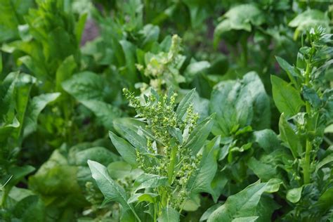 All About Spinach Profile Hardiness And Care Plantura