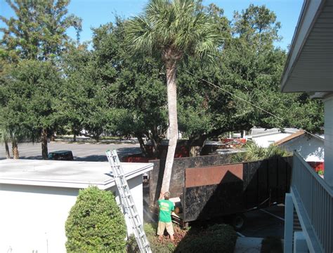 Palm Removal Without Killing The Tree Tree Lopping Ipswich