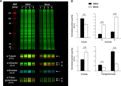 Western Blot Validations Of Differentially Expressed Proteins A The