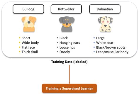 Differences Between Supervised And Unsupervised Learning Shiksha Online