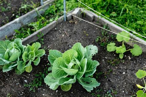 Cabbage Plant Growth Stages