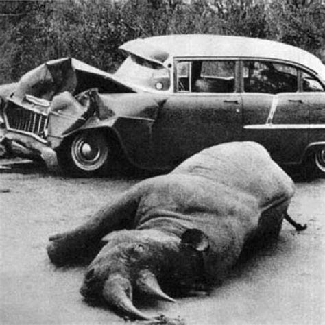 Safari Crash YouTube