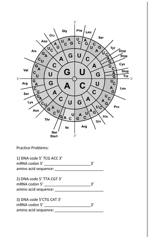 Solved 1 Dna Code 5 Tcg Acc 3 Mrna Codon 5 Amino Acid