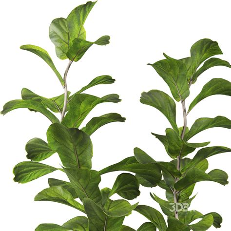 Bonsai Jungle Ficus Fiddle Leaf Fig 444 Image 2