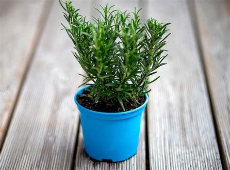 How To Grow Rosemary Plant At Home Greenstories