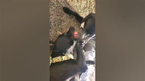 Smoochie Boochie Youtube