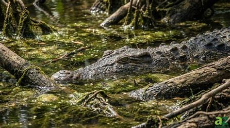 Meet Gustave — The Worlds Most Dangerous Crocodile With 200 Rumored
