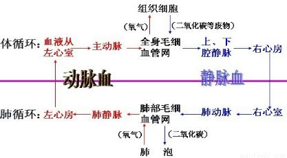 肝内的血液循环路径图 肝的血液循环途径图 血液循环路径图 第2页 大山谷图库