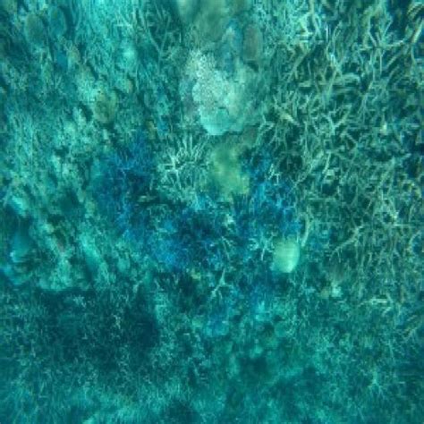 Coral Combined Object Detection Dataset And Pre Trained Model By Lockie